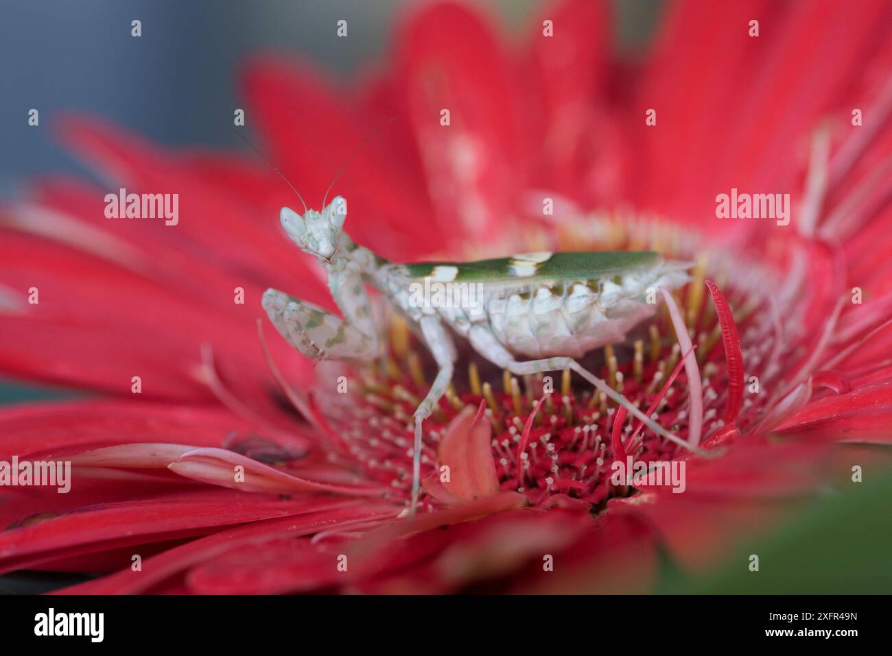 Indian flower mantis (Creobroter gemmatus) on flower, captive, native ...