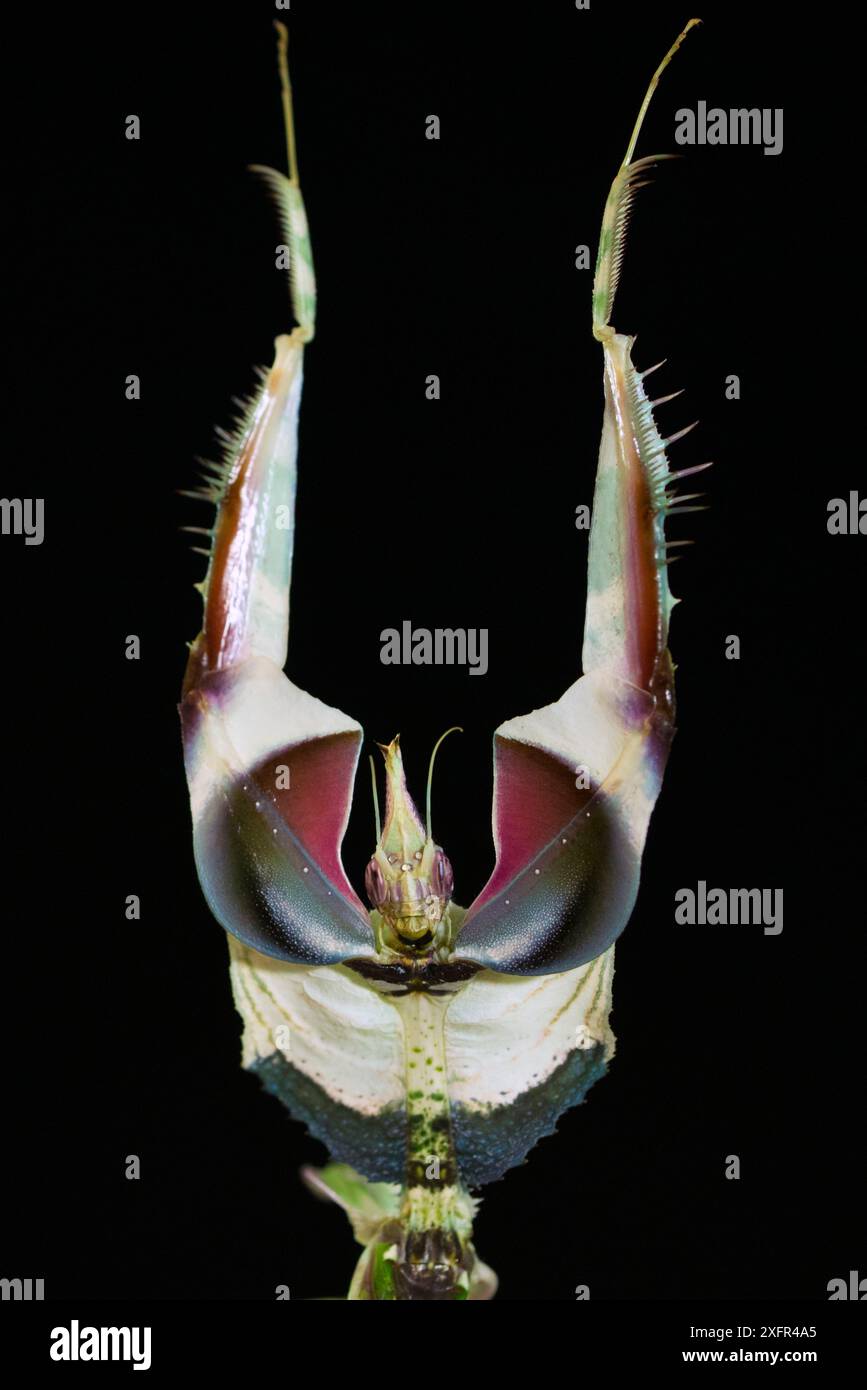 Devil's flower mantis (Idolomantis diabolica) male in defensive posture ...