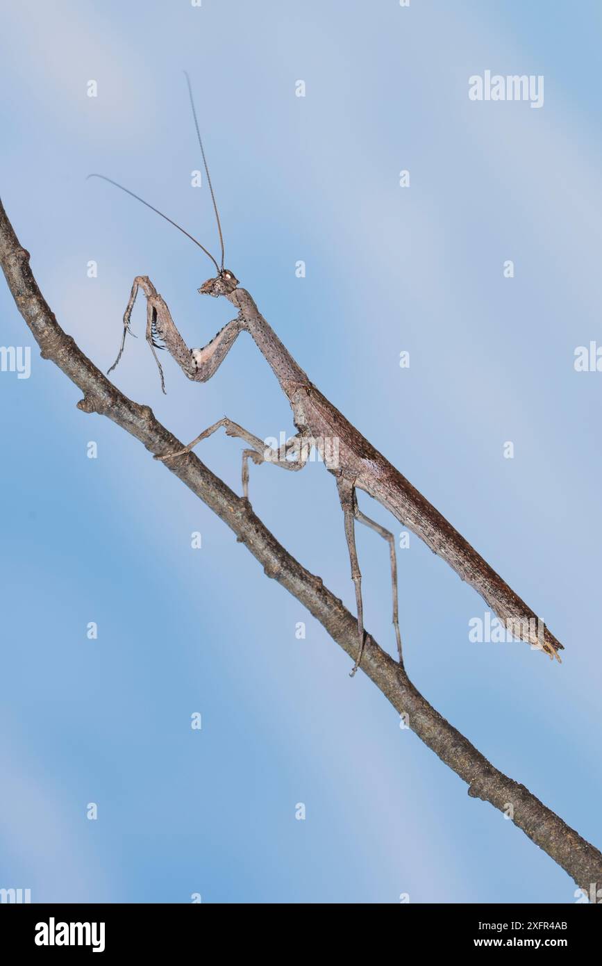 African twig mantis (Popa spurca) on twig, captive, occurs in Africa ...