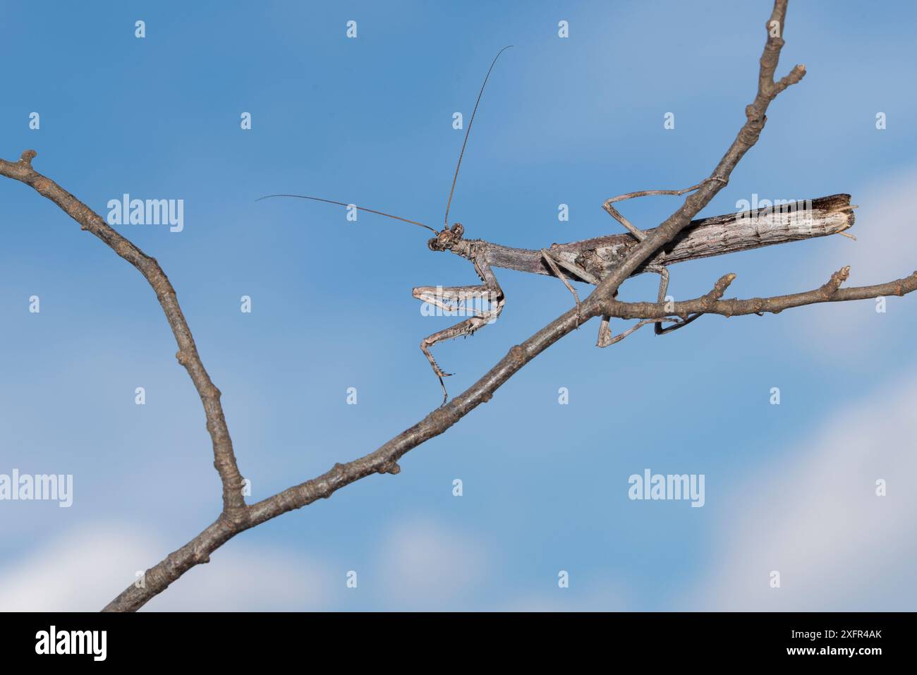 African twig mantis (Popa spurca) on twig, captive, occurs in Africa ...