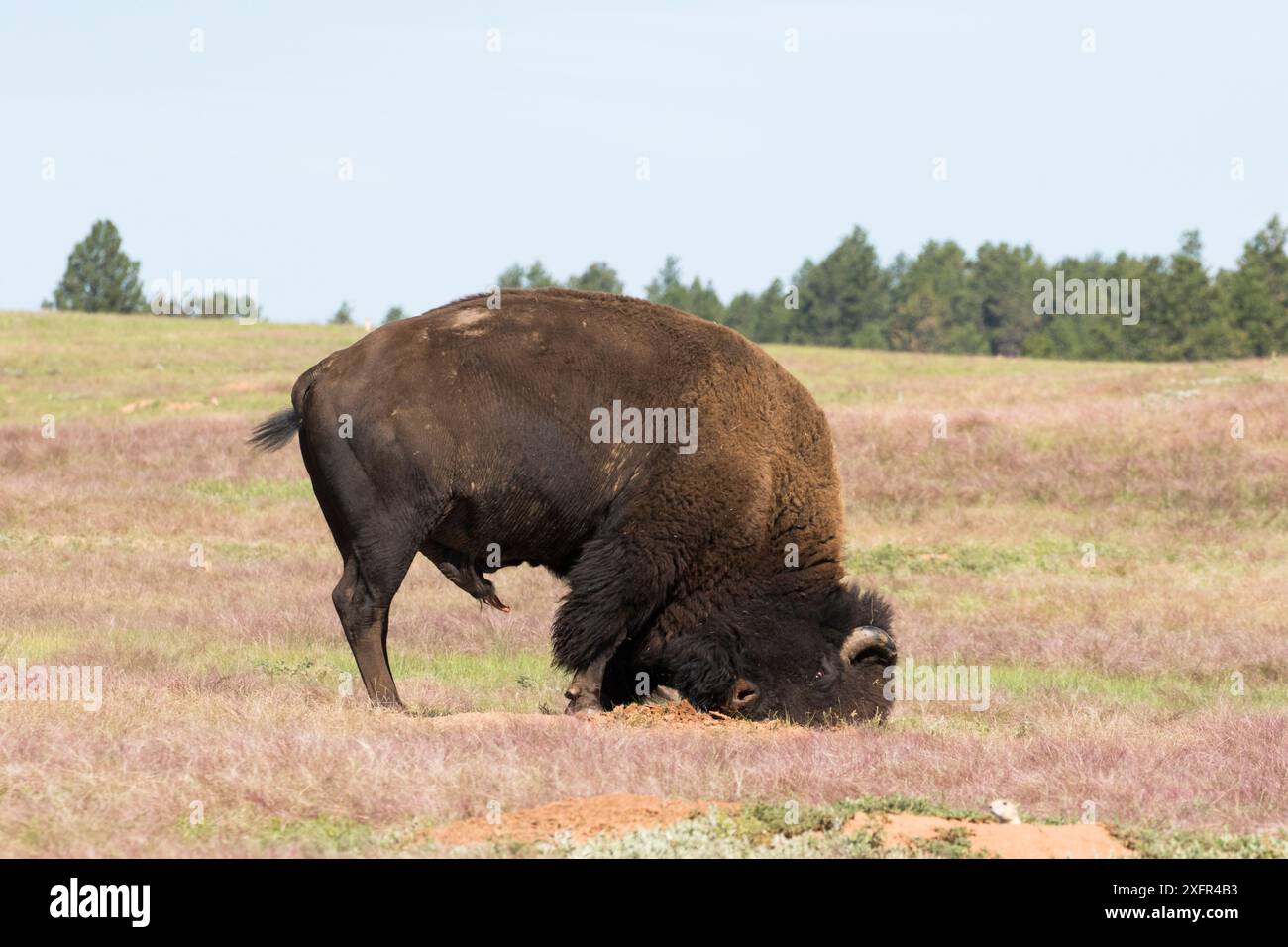Prairie dog in burrow hi-res stock photography and images - Alamy