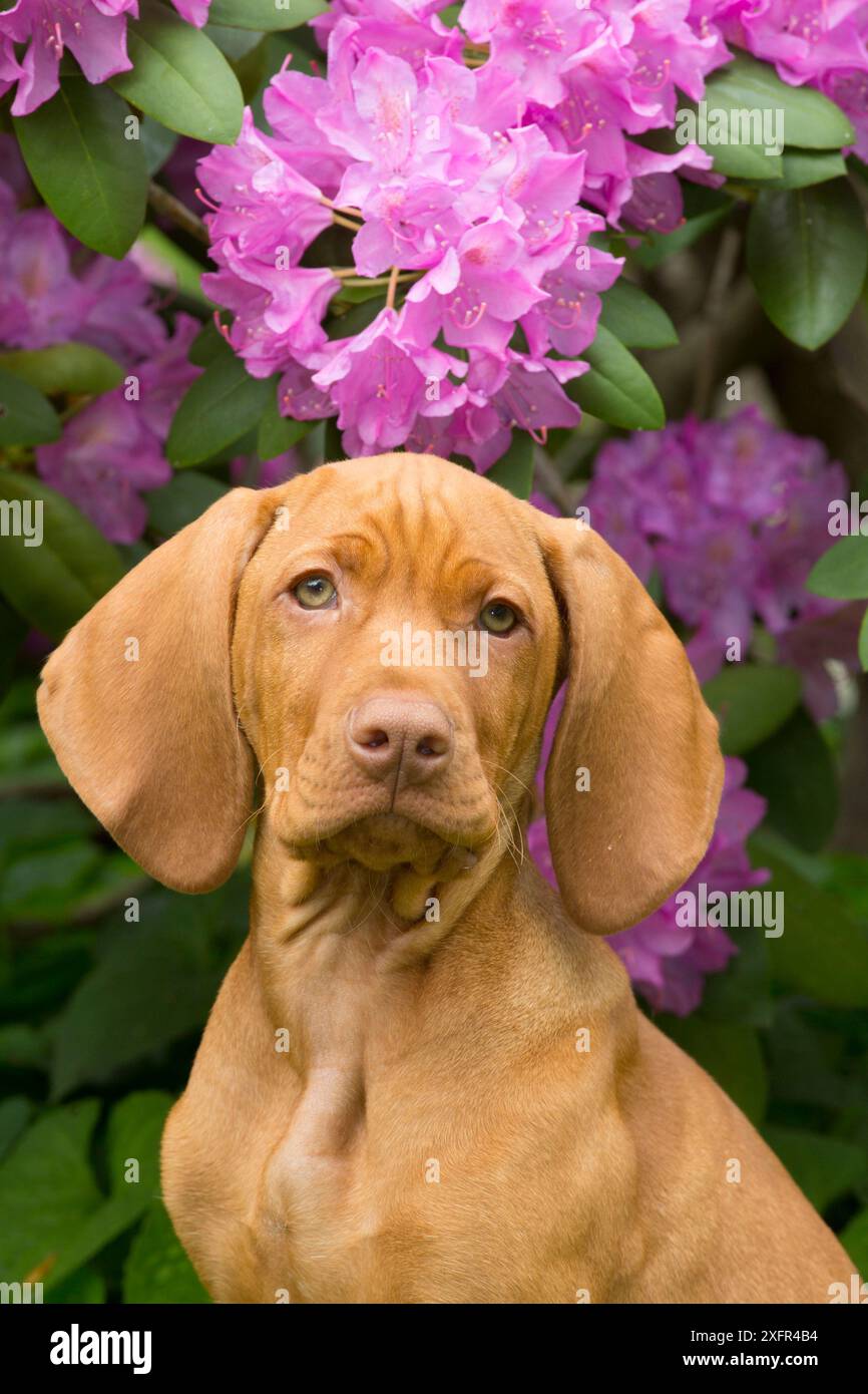 Family ericales hi-res stock photography and images - Alamy