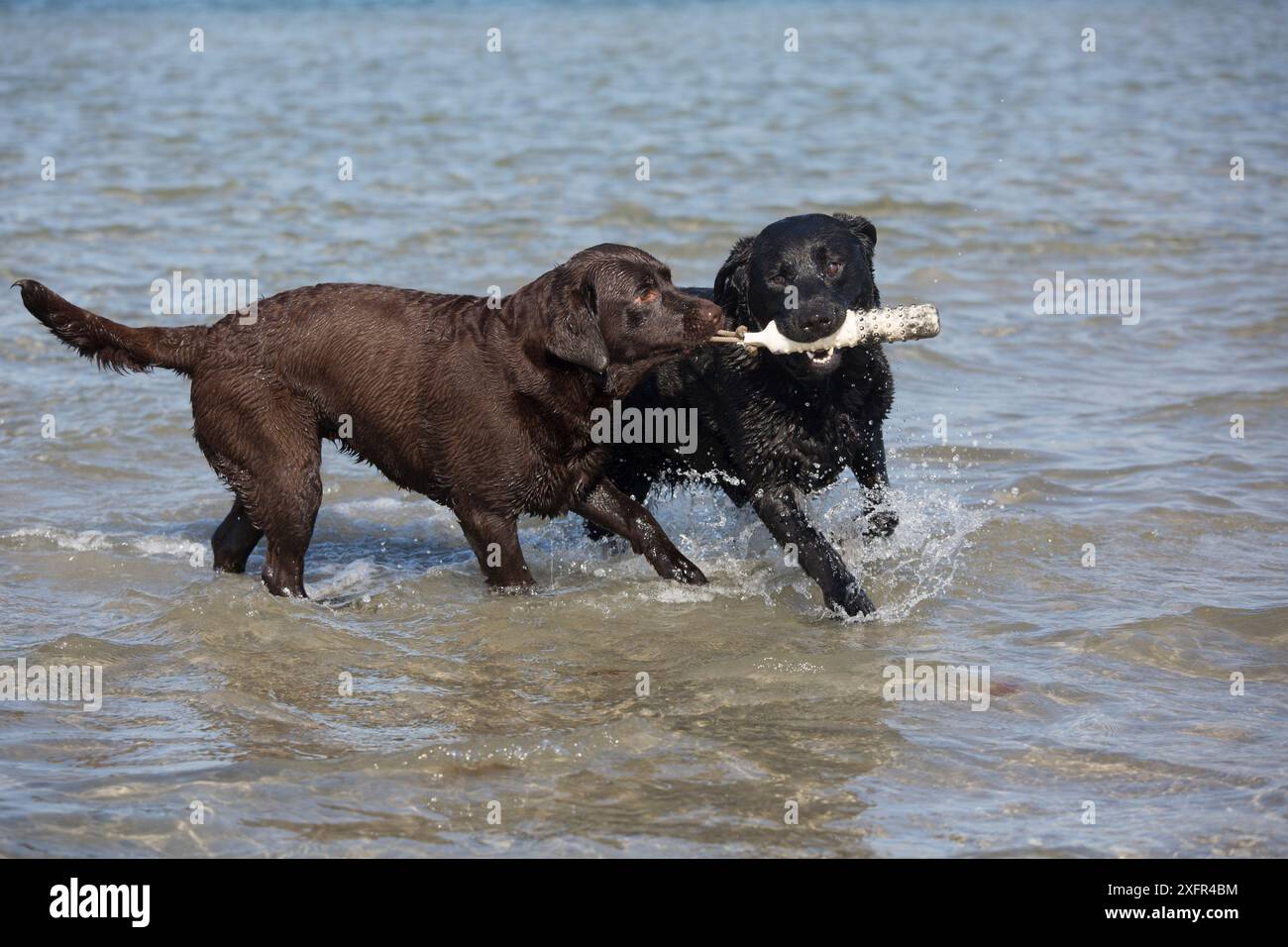 Black and chocolate Labrador Retrievers playing with toy in bay ...