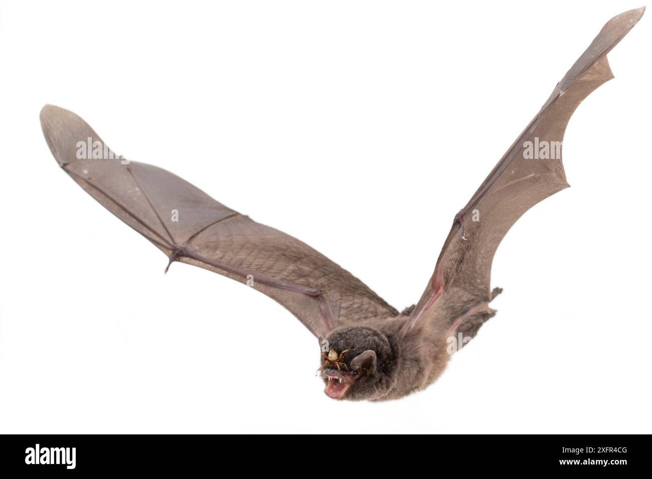 Penicillidia hi-res stock photography and images - Alamy