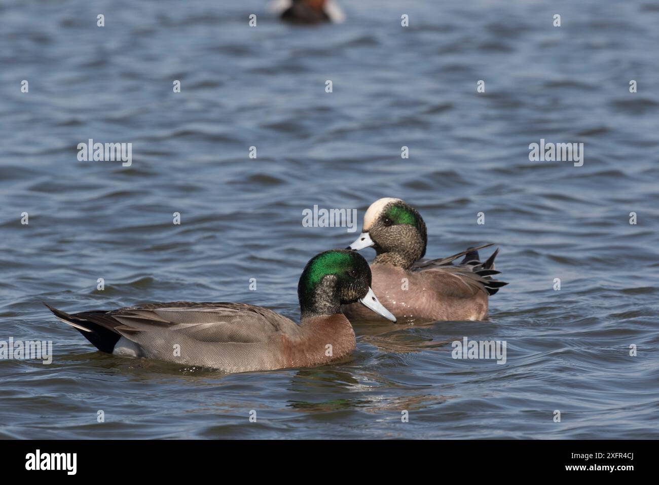 Mallard duck (Anas platyrhynchos) x American Widgeon (Anas americana ...