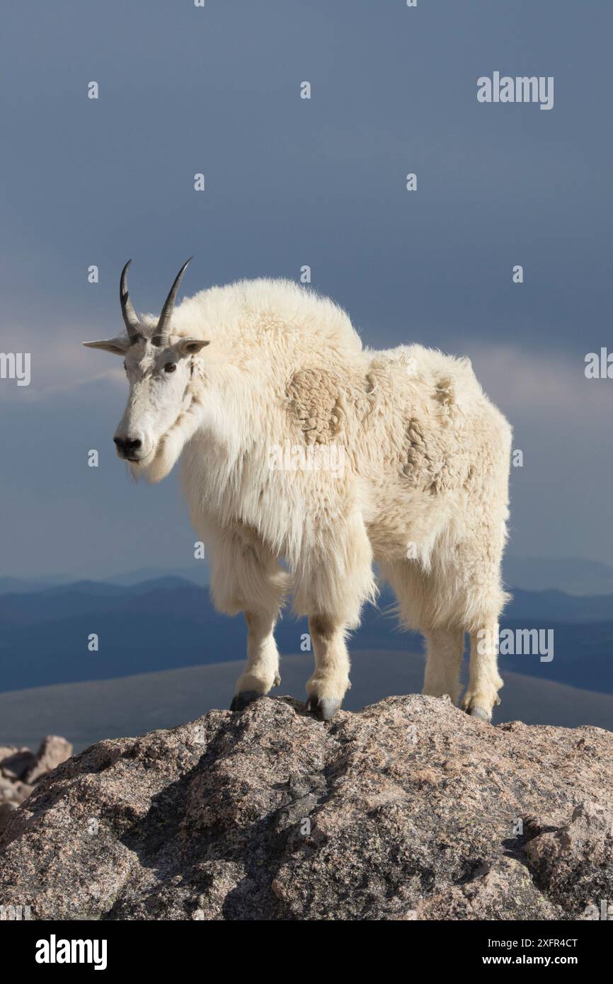 Rocky Mountain Goat (Oreamnos americanus) male on rocks at 14,000 feet ...