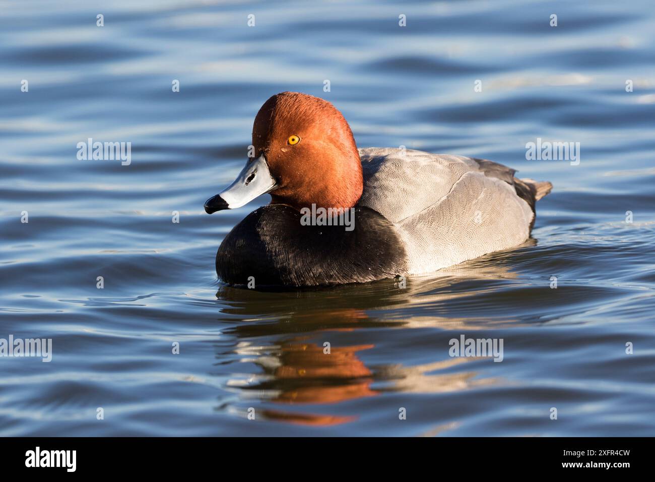 Redhead duck (Aythya americana) drake, paddling on Choptank River ...