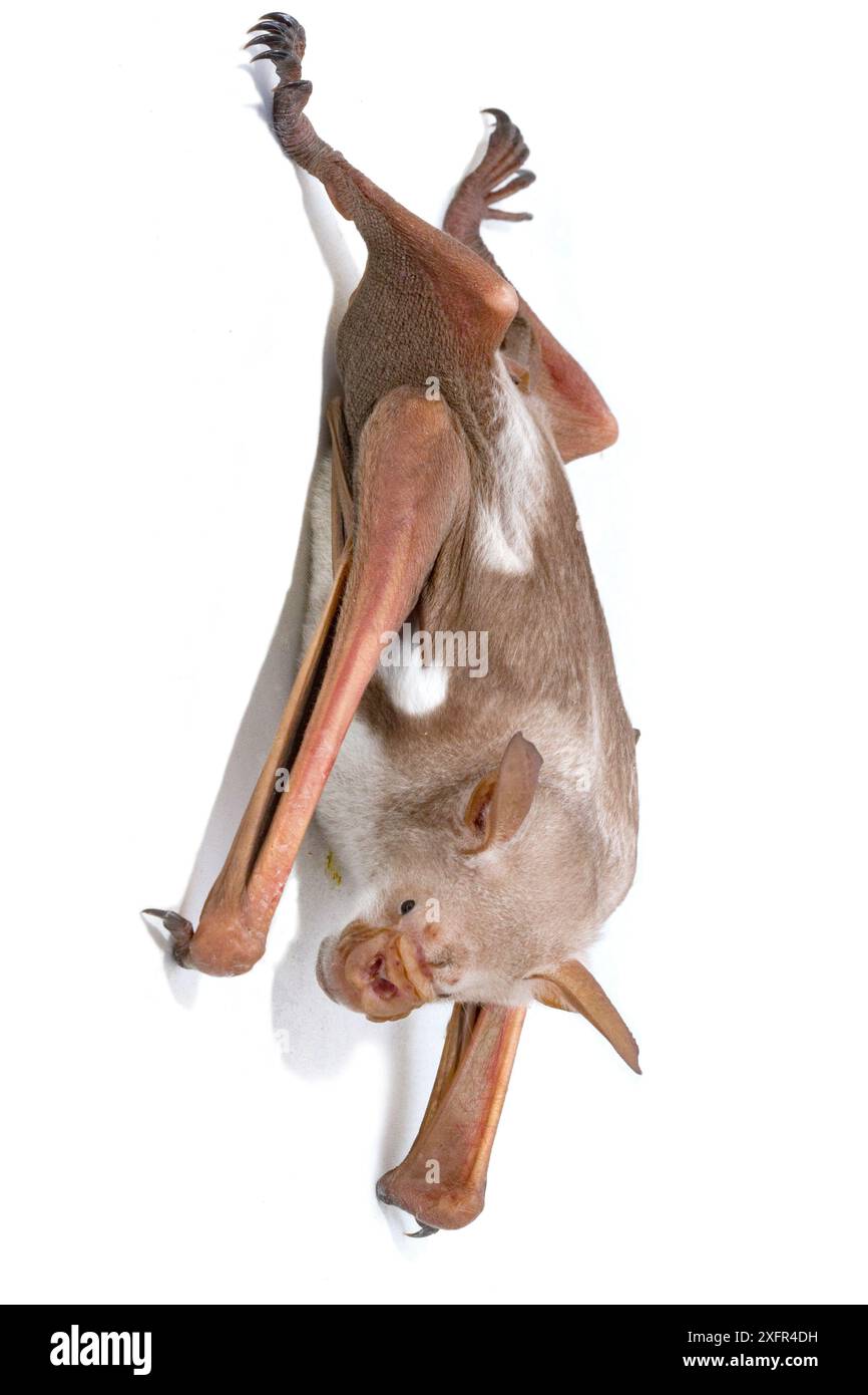 Striped leaf-nosed bat (Hipposideros vittatus) Codzo Caves, Mazamba ...