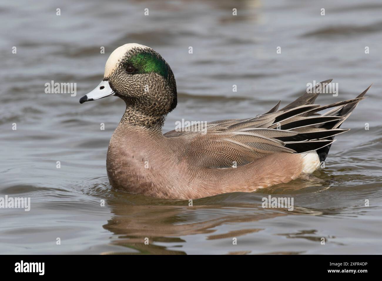 American widgeon (Anas americana) drake, paddling on Choptank River, site of its winter quarters ...