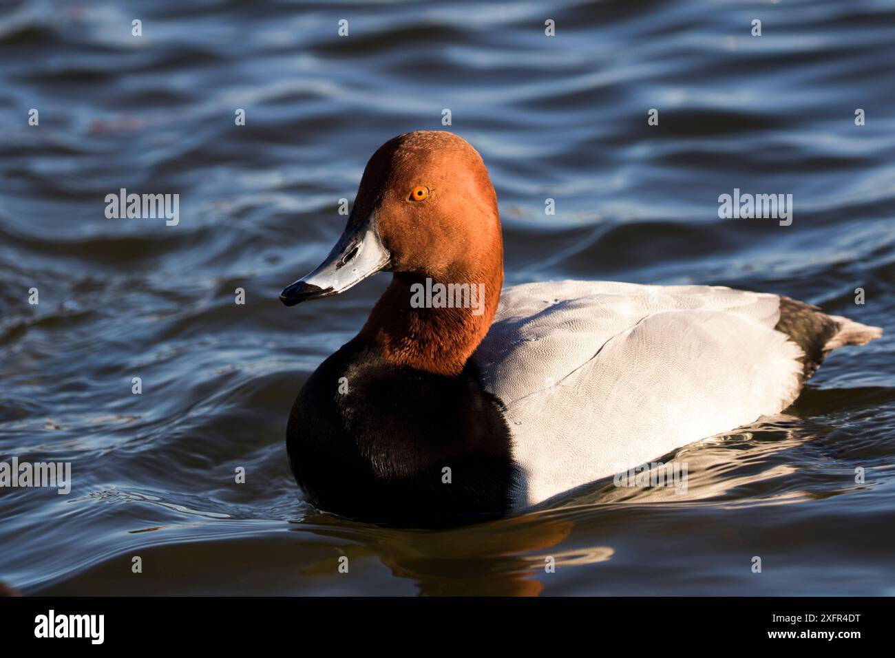 Canvasback duck (Aythya valisineria) and Redhead duck (Aythya americana ...