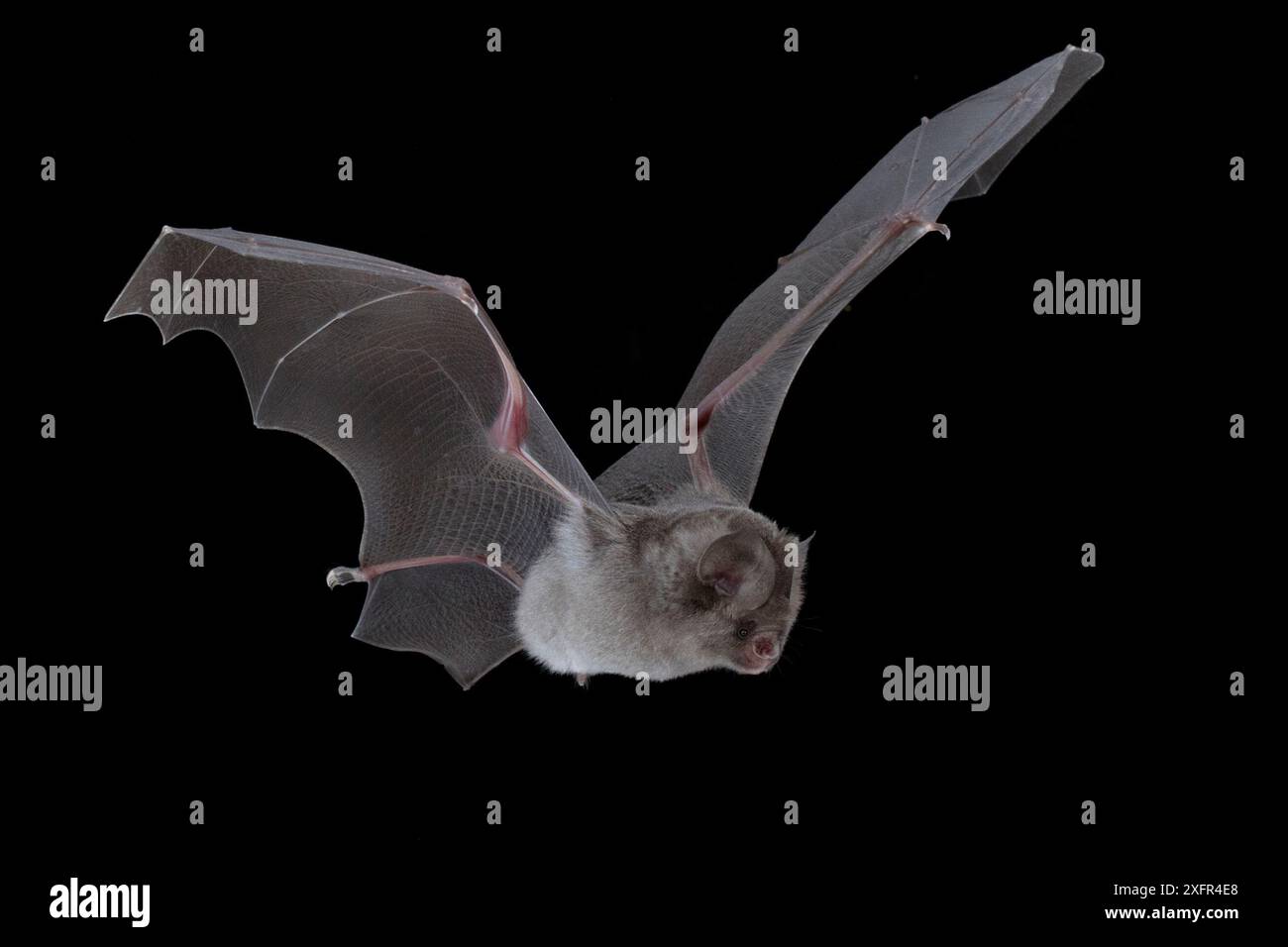 Sundevalls roundleaf bat hi-res stock photography and images - Alamy