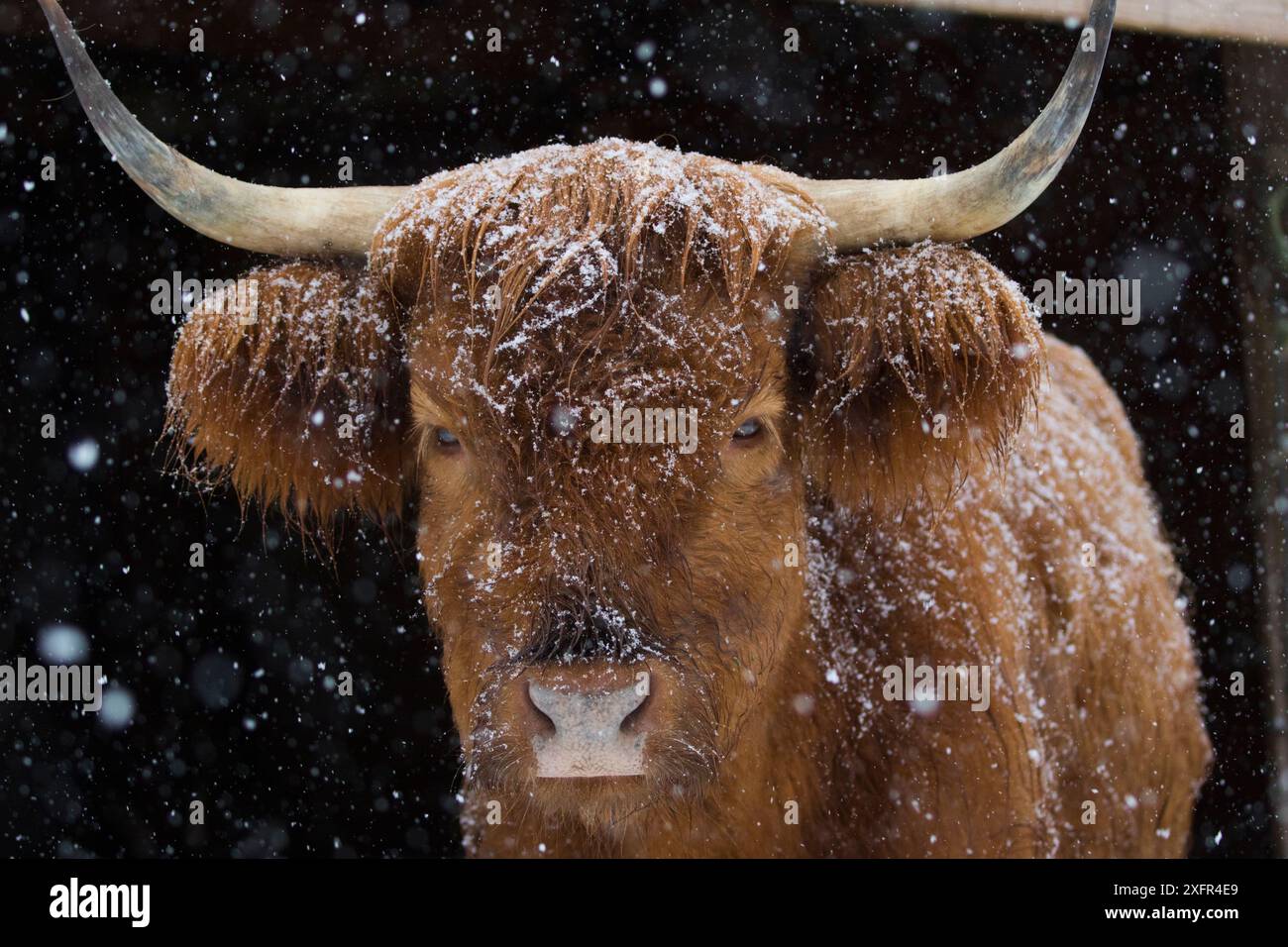 Scotch Highland cow in barn, peering out into snow, Madison ...