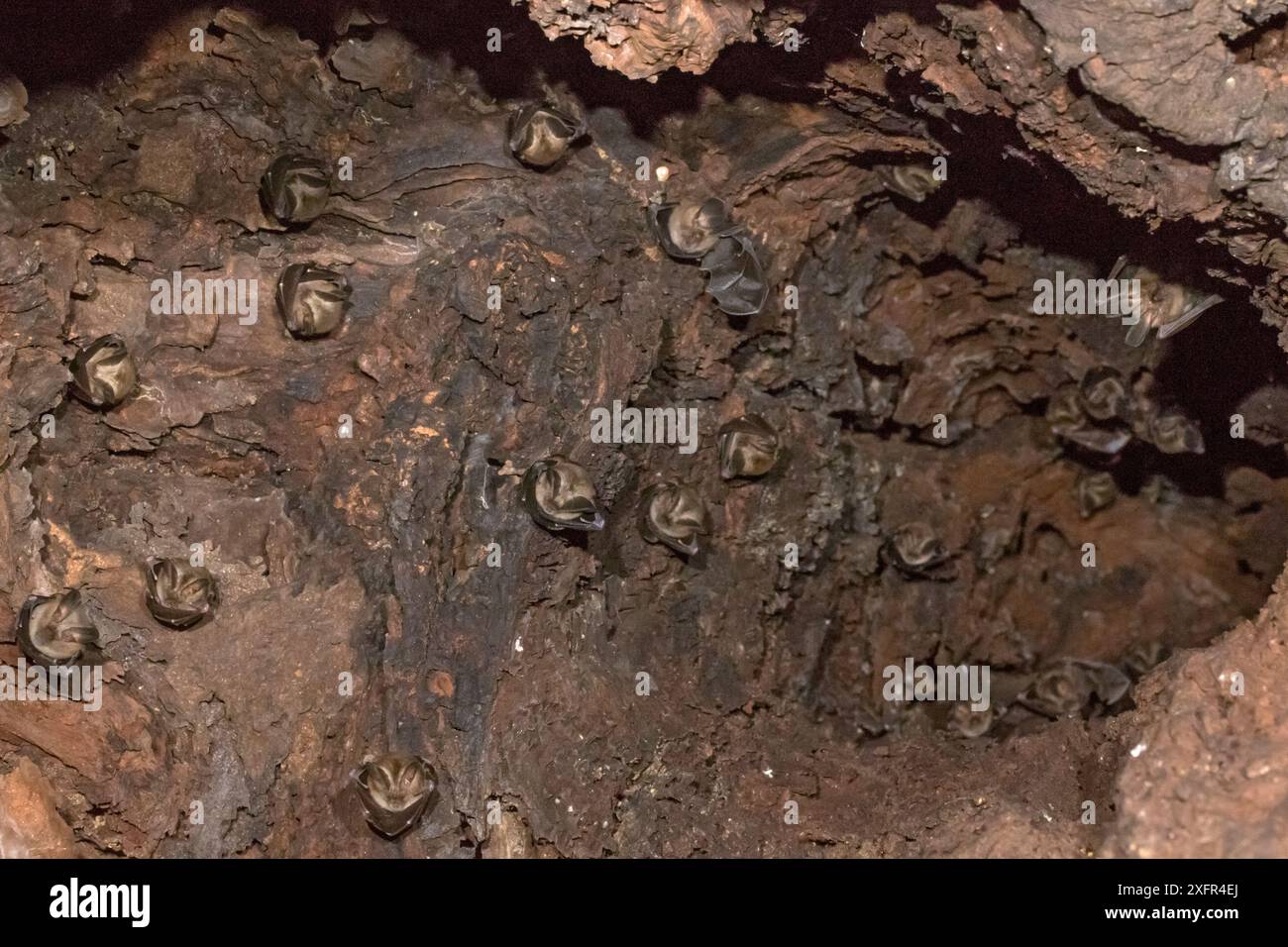 Egyptian slit-faced bat (Nycteris thebaica) colony in cave, Sand forest ...