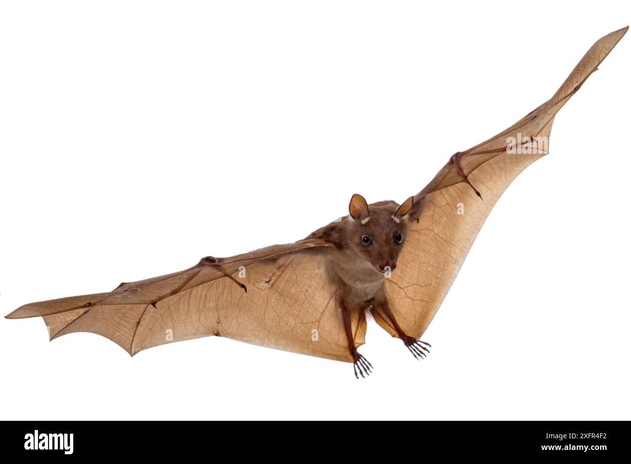 Wahlberg's epauletted fruit bat (Epomophorus wahlbergi) in flight ...