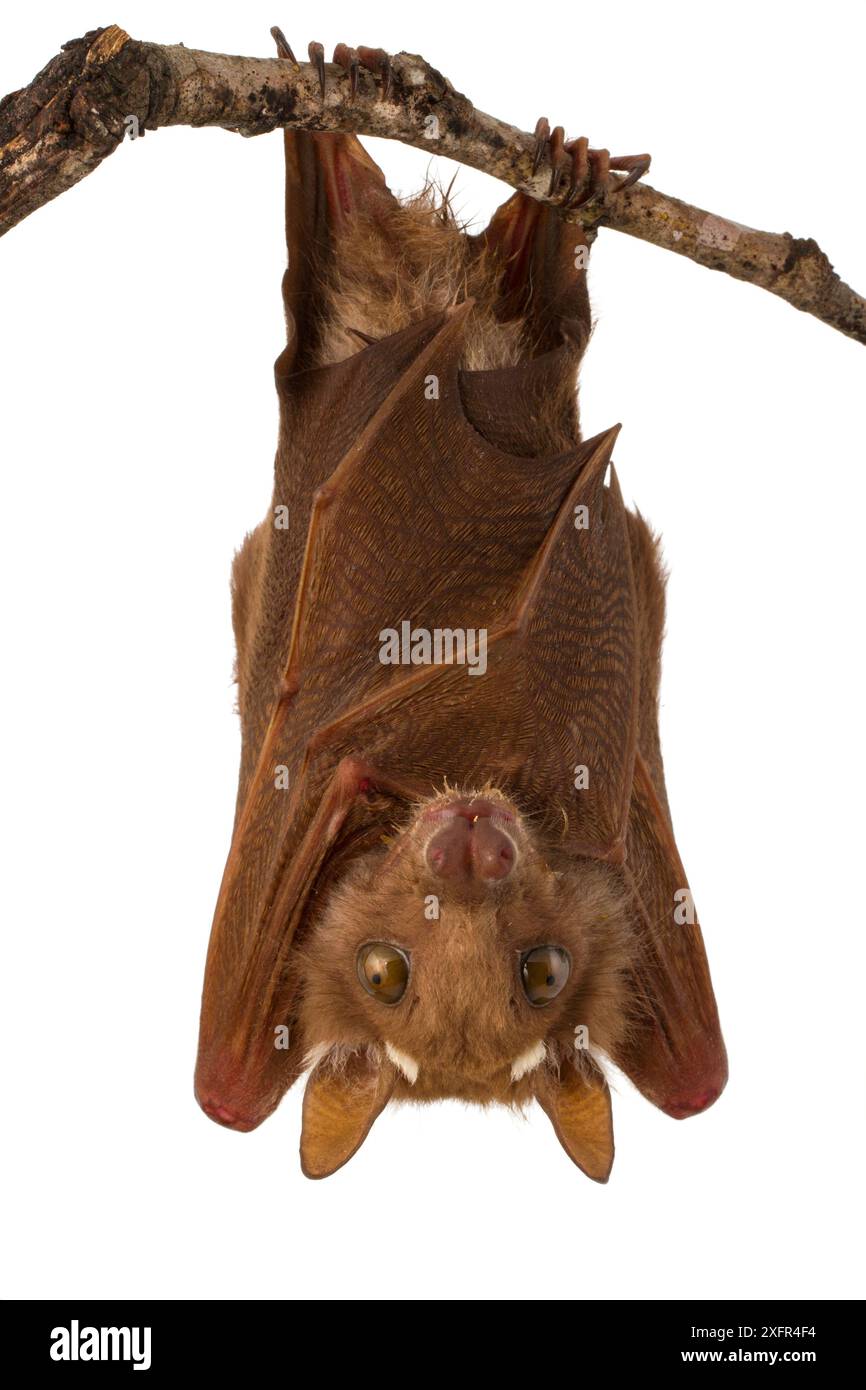 Peters's epauletted fruit bat (Epomophorus crypturus) roosting ...