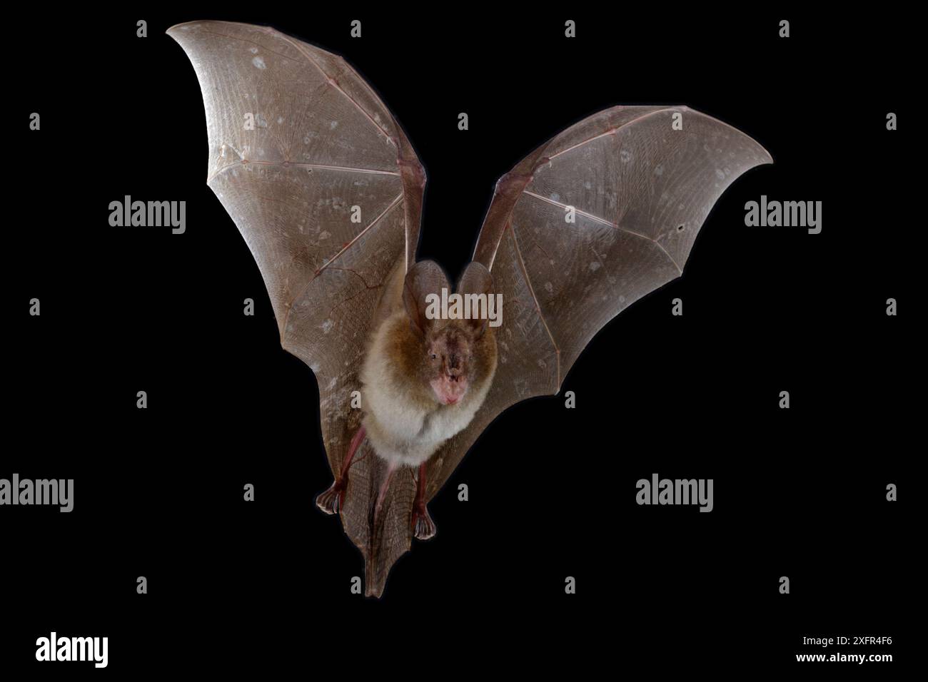 Large slit-faced bat (Nycteris grandis) in flight, Chironde, Sofala ...