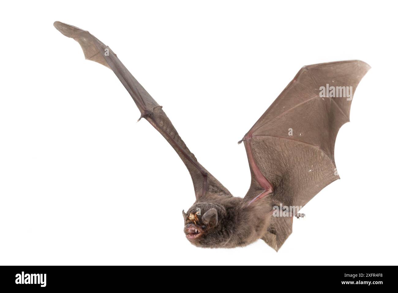 Lesser long-fingered bat (Miniopterus fraterculus, Miniopteridae) in ...