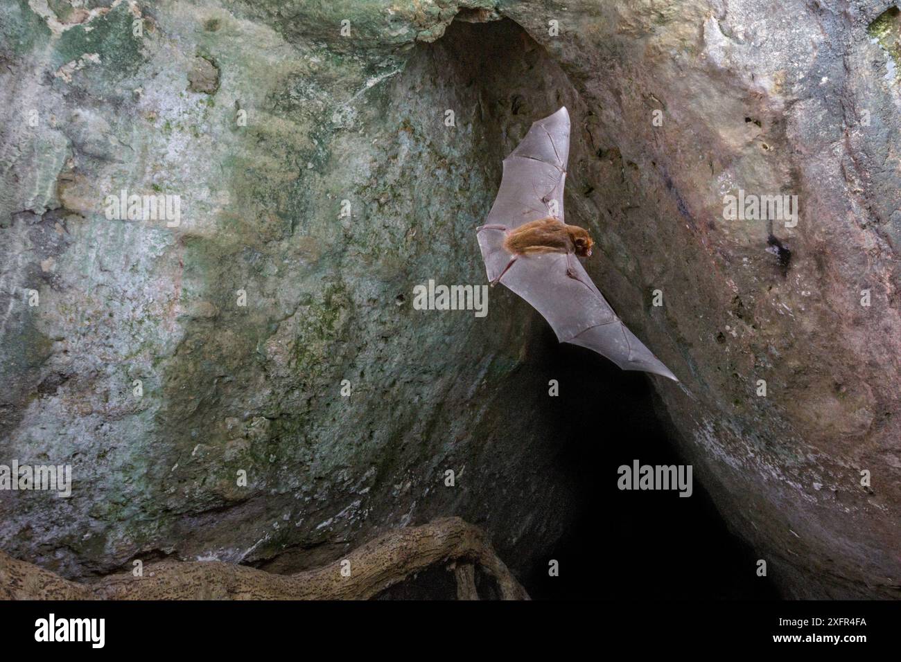 Trident Bat, Chewbacca bat (Triaenops afer) in flight, Codzo Caves ...