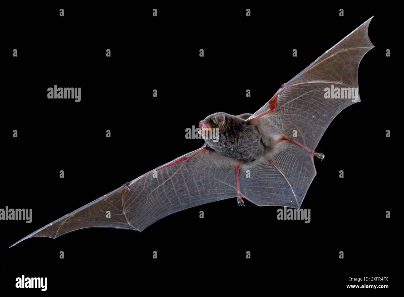 Plain miniopterus hi-res stock photography and images - Alamy