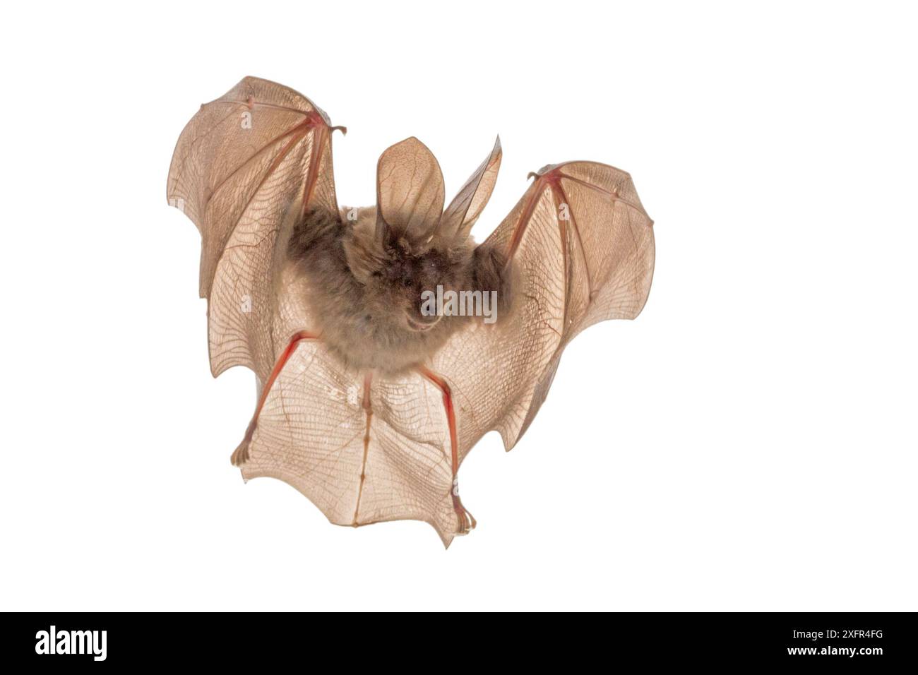 Egyptian slit faced bat nycteris thebaica hi-res stock photography and ...
