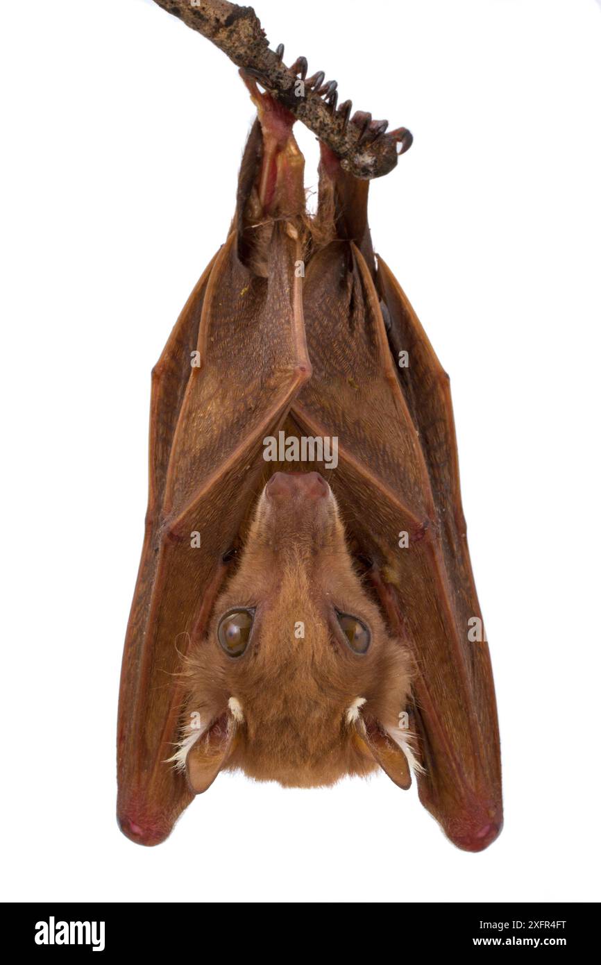 Peters's epauletted fruit bat (Epomophorus crypturus) Gorongosa ...