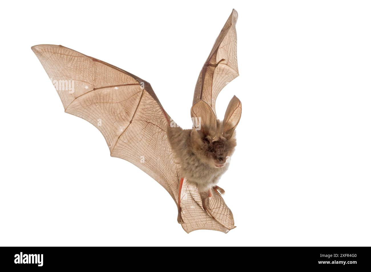 Egyptian slit faced bat nycteris thebaica hi-res stock photography and ...