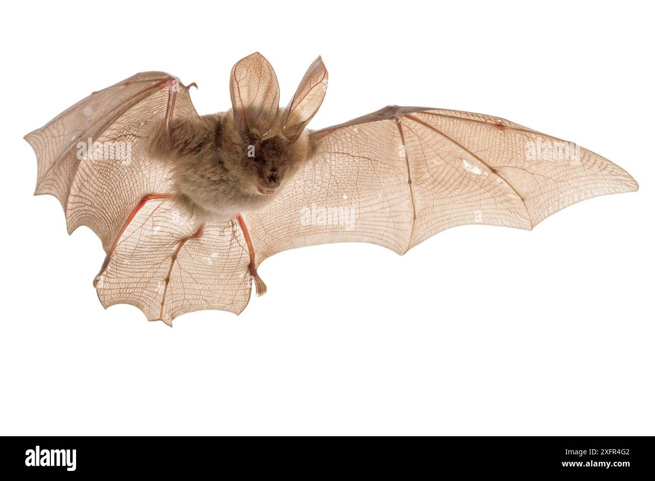 Egyptian slit faced bat nycteris thebaica hi-res stock photography and ...