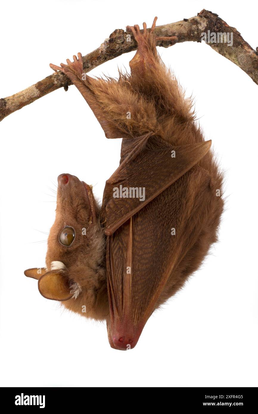 Peters's epauletted fruit bat (Epomophorus crypturus) roosting ...