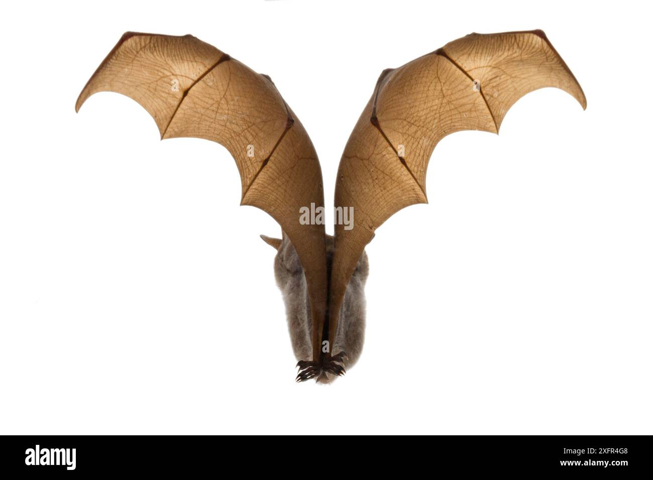 Wahlberg's epauletted fruit bat (Epomophorus wahlbergi) in flight ...