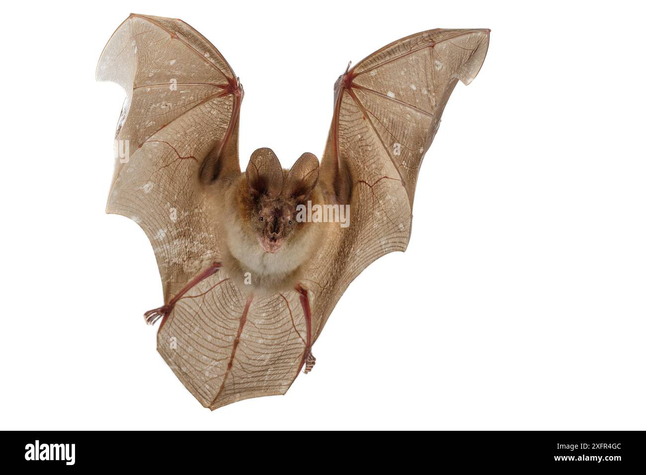 Large slit-faced bat (Nycteris grandis) in flight, Chironde, Sofala ...