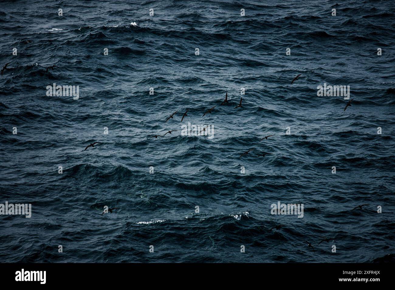 A stunning view of seabirds flying above the choppy ocean waves near ...
