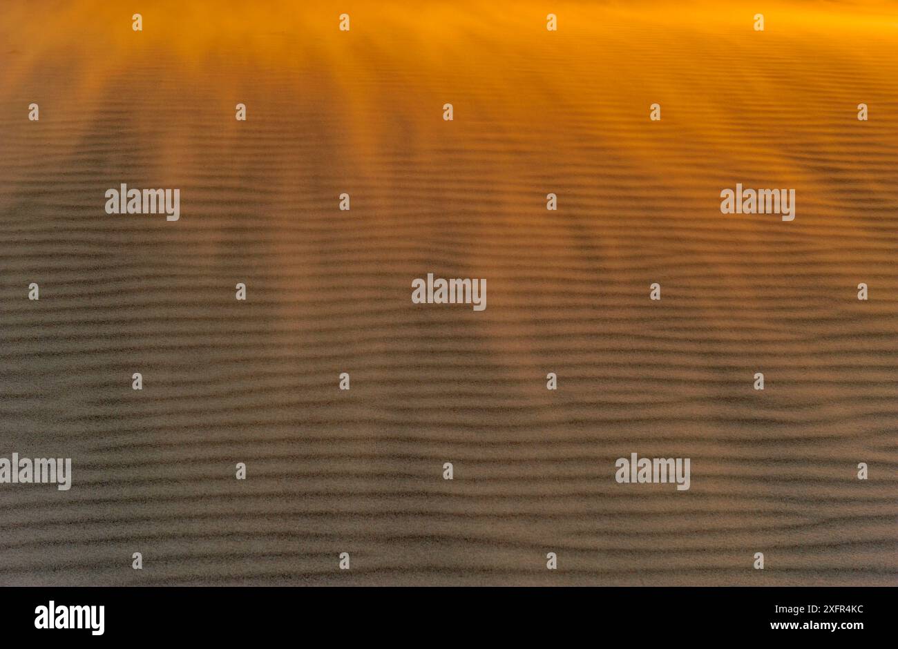 Drifting ripples in sand dunes, Rabjerg Mile, Denmark, July Stock Photo ...