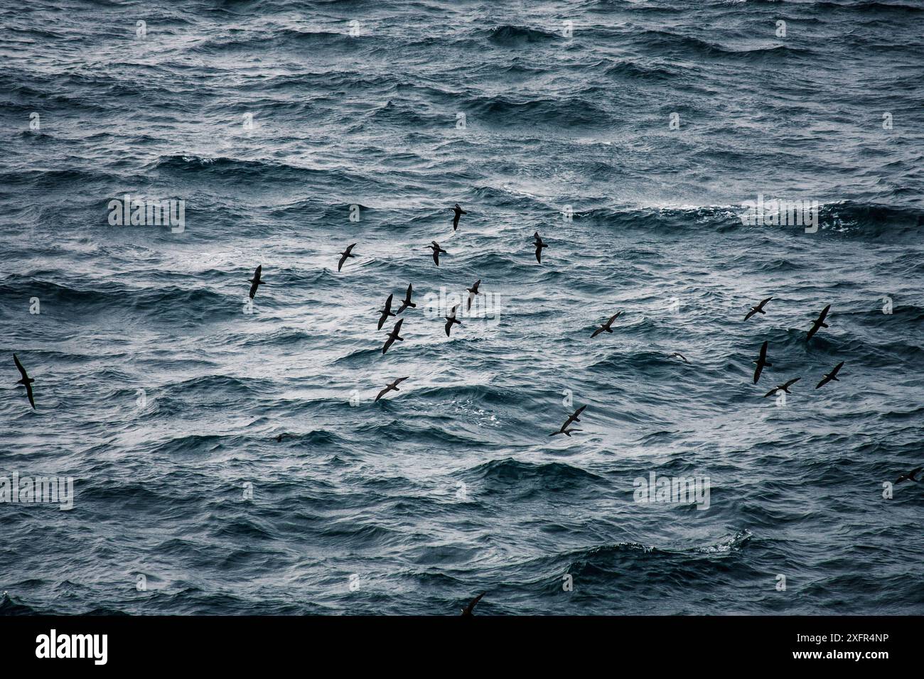 Witness the majesty of seabirds gracefully soaring over the turbulent ...