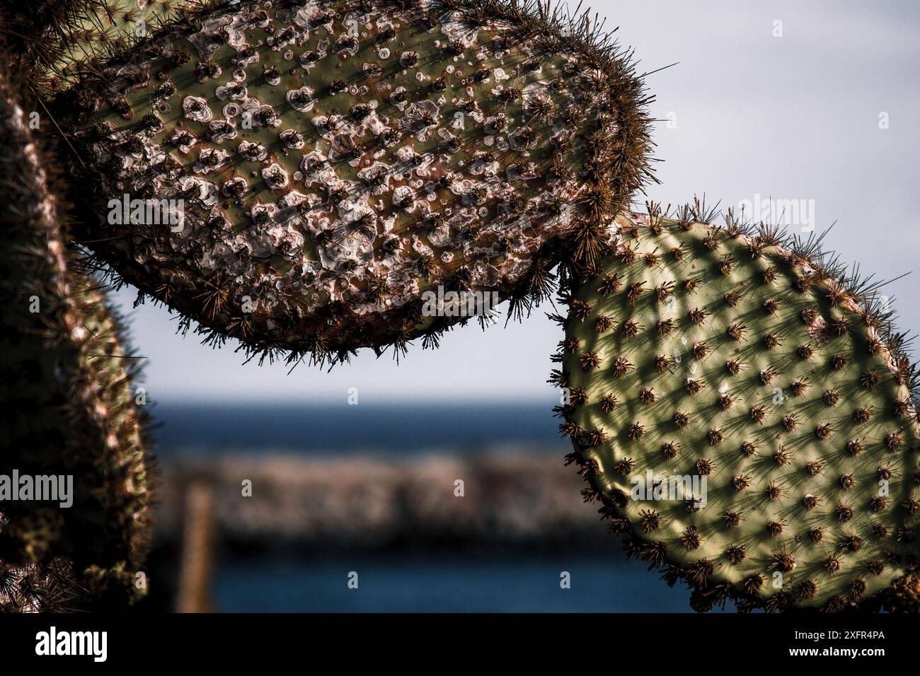 Detailed closeup of a cactus in the Galapagos Islands, with spines and ...