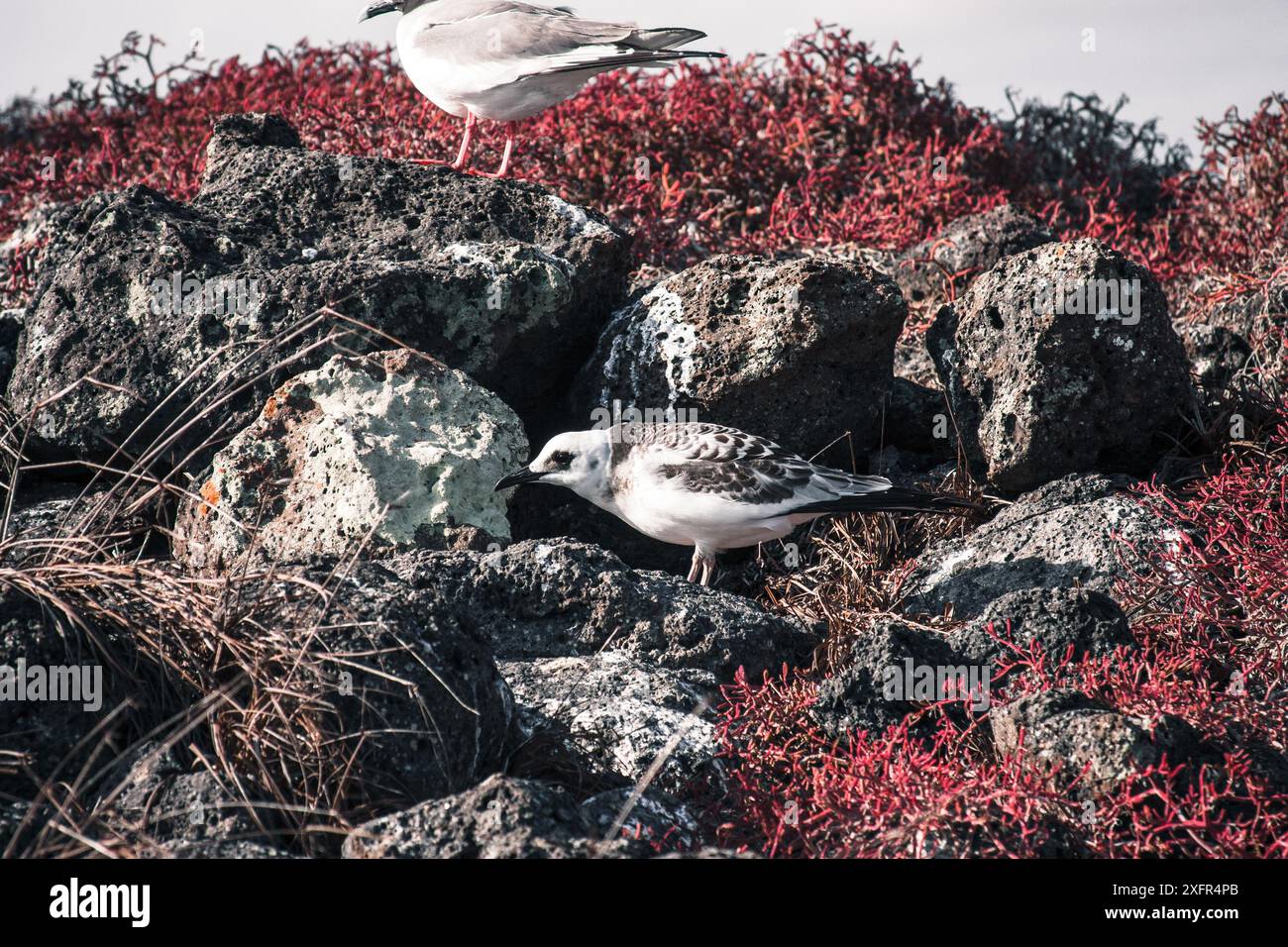 Coastal habitat rich in biodiversity hi-res stock photography and ...