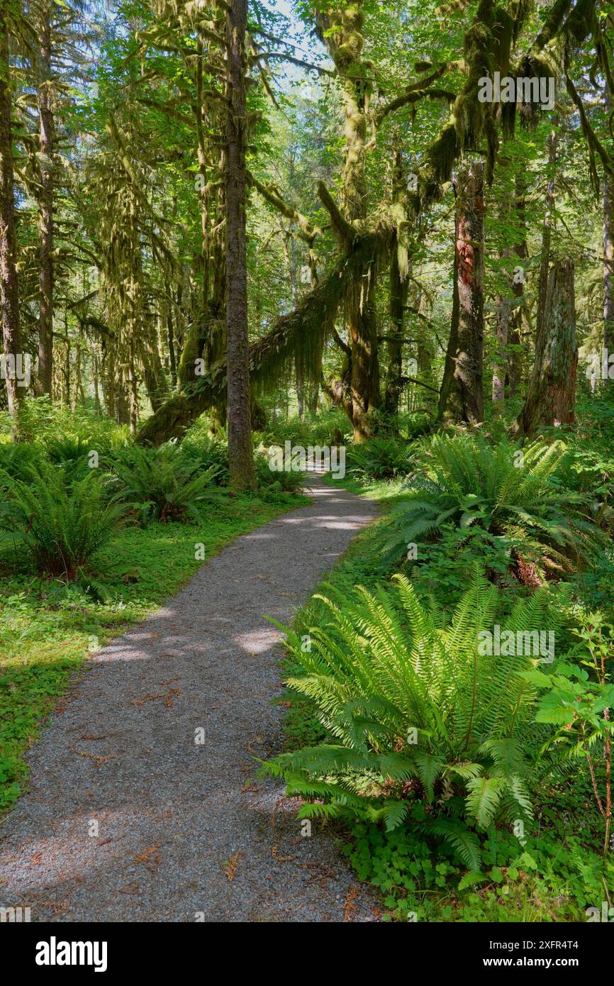 Maple Glade Trail in Quinault Rainforest in Olympic National Park in ...