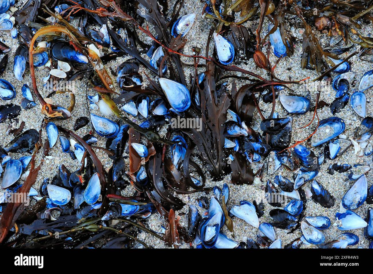 Mussels mytilidae hi-res stock photography and images - Alamy