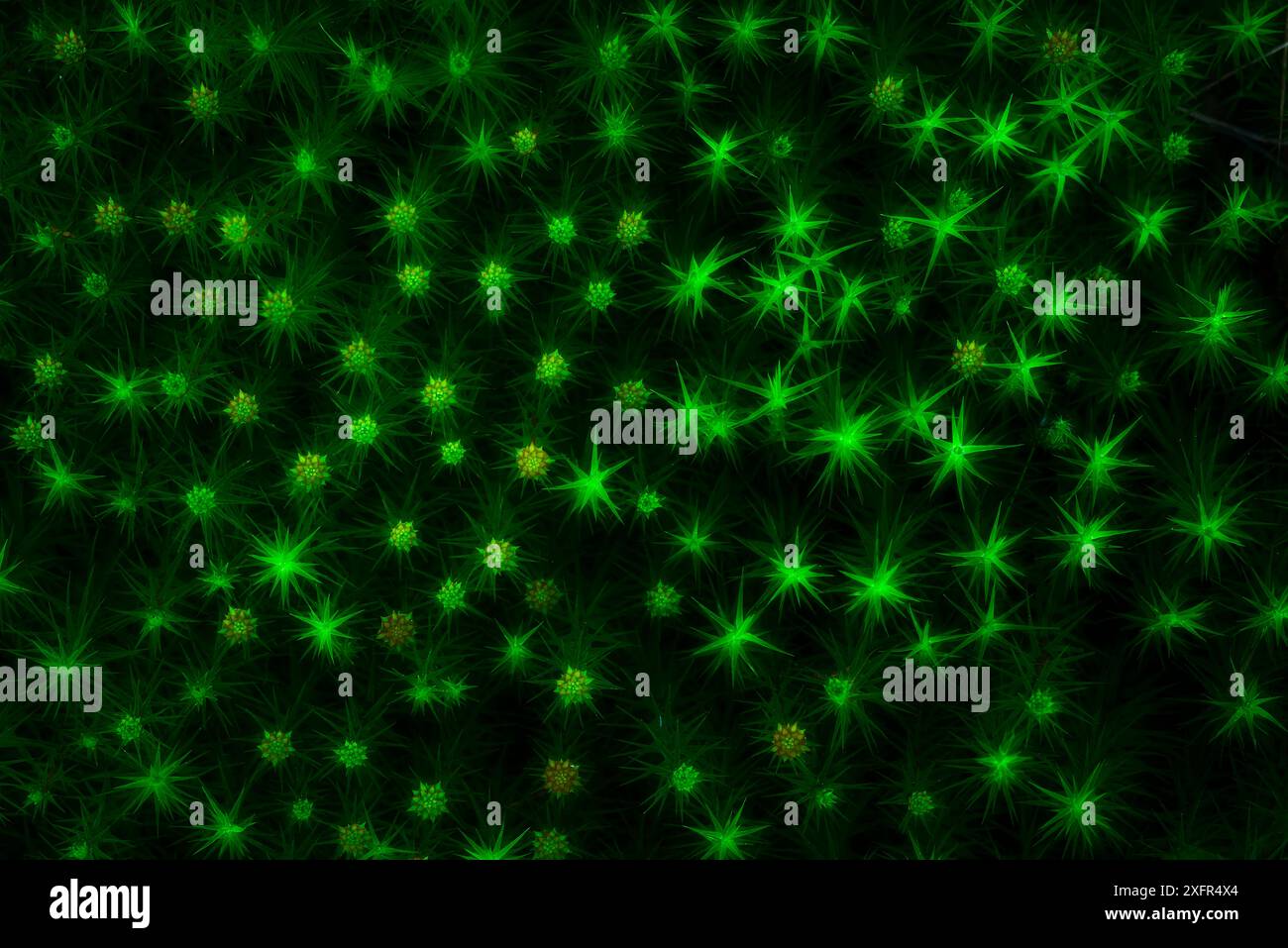 Haircap moss (Polytrichum sp) double exposure taken in nearly complete ...