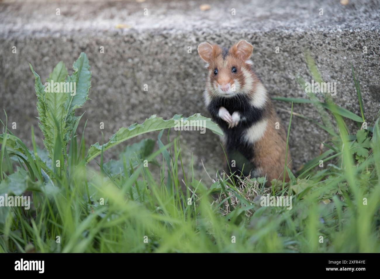 Hamster legs hi-res stock photography and images - Alamy