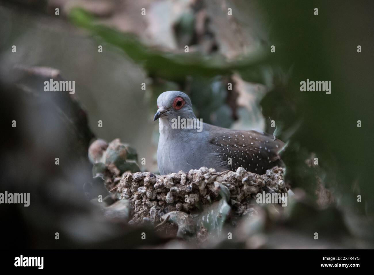 Diamond dove (Geopelia cuneata), adult in nest, captive, occurs in ...