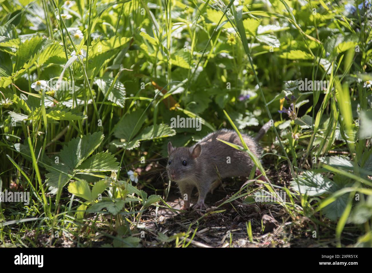 Brown rat (Rattus norvegicus), juvenile among strawberry plants and ...