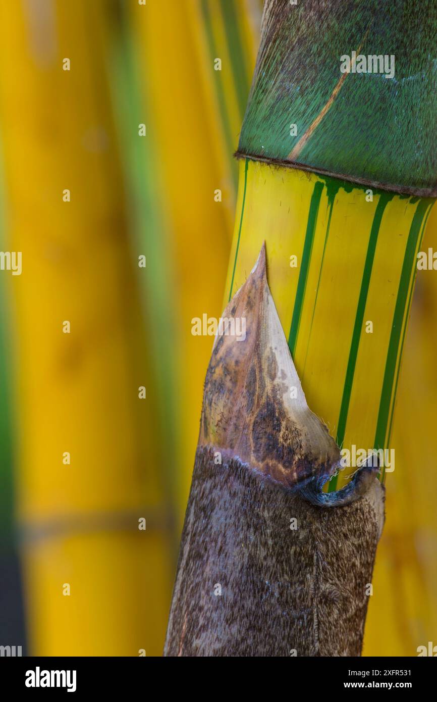 Bamboo (Guadua angustifolia 'Bicolor') Costa Rica Stock Photo - Alamy