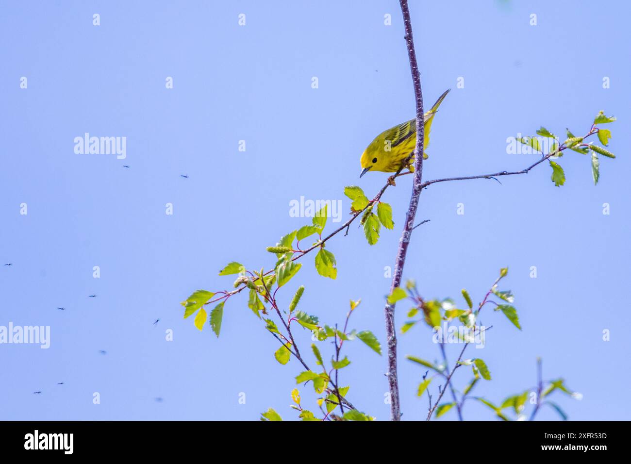 Yellow warbler (Dendroica petechia) male hunting midges, Bozeman ...