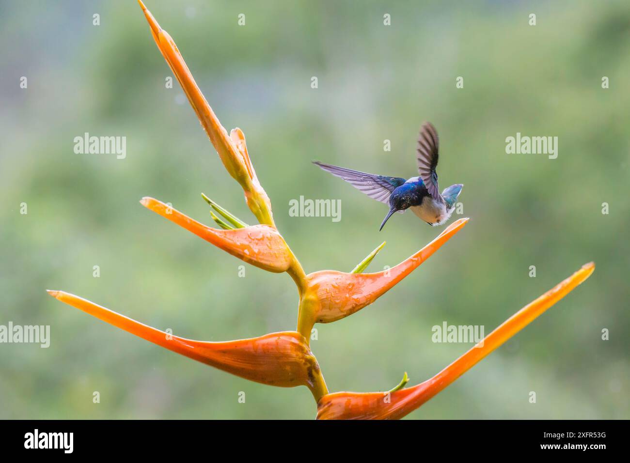Violet sabrewing hummingbird (Campylopterus hemileucurus) visiting ...