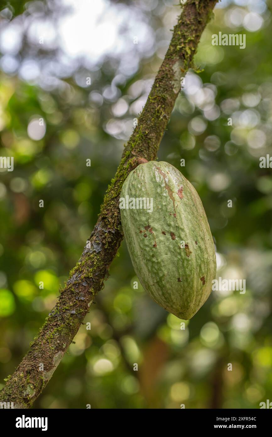 Cacao / Chocolate (Theobroma cacao) plant with ripening seed pod, Costa ...