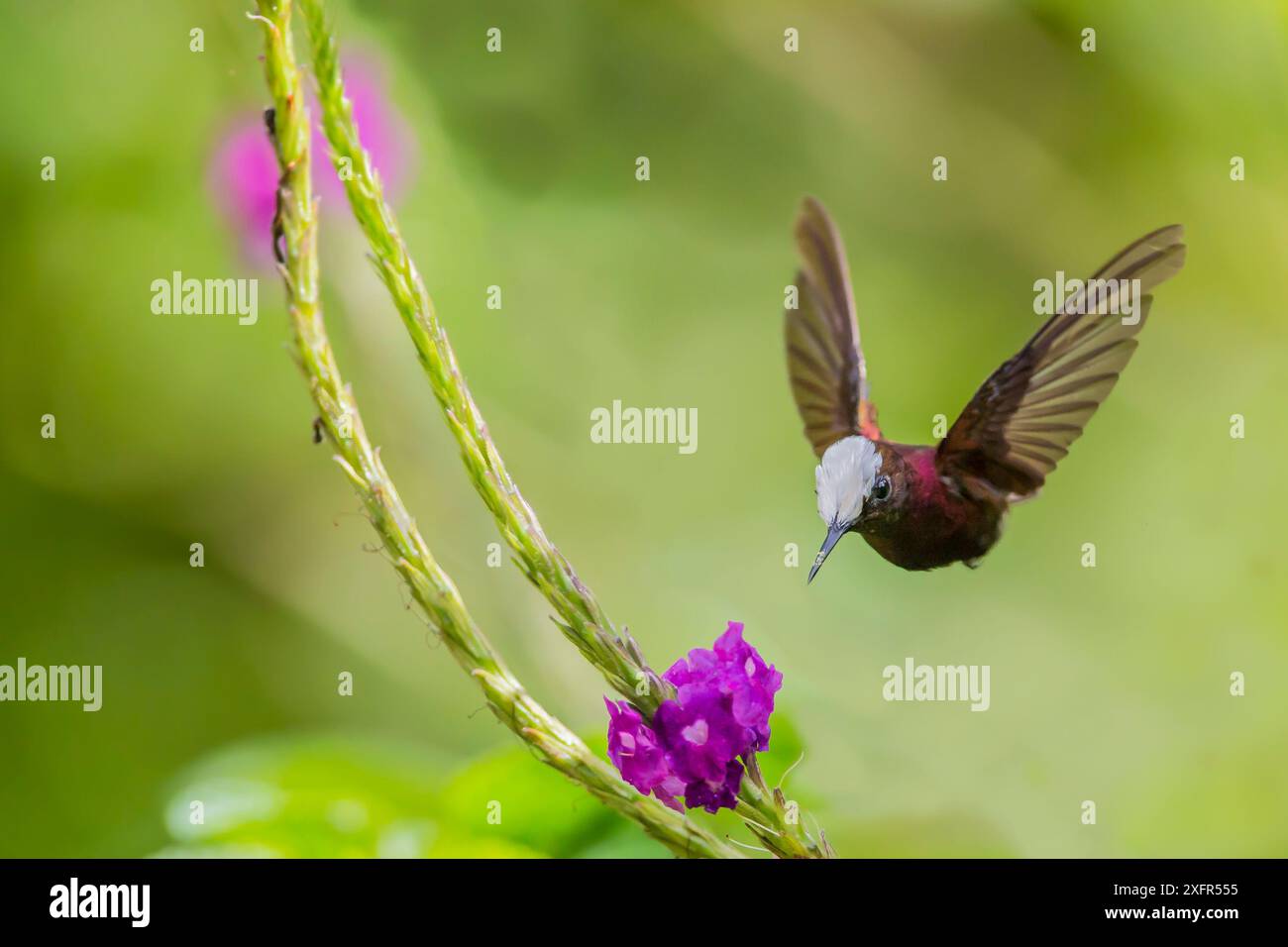 Snowcap hummingbird (Microchera albocoronata) visiting Porterweed ...