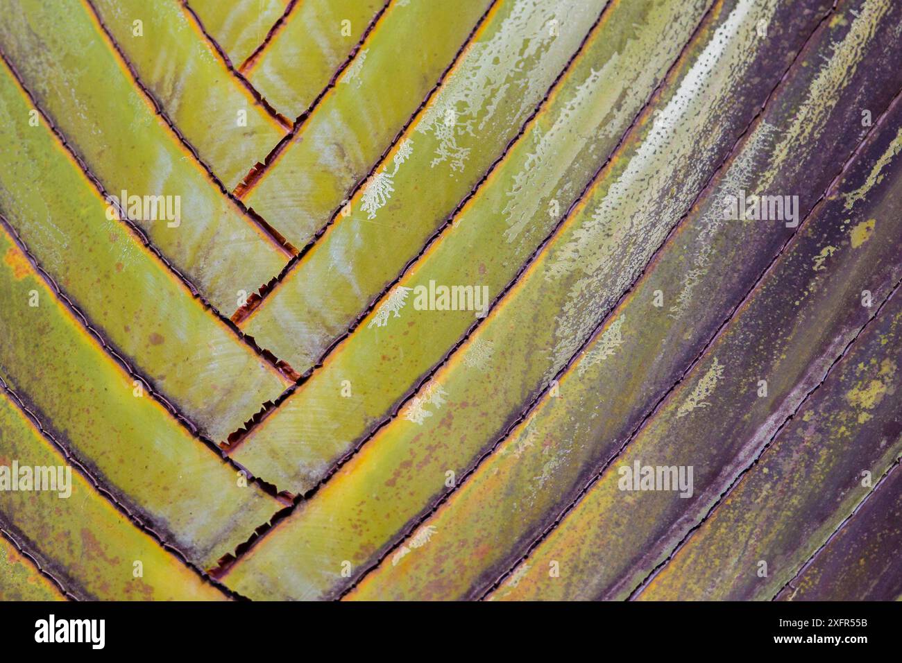 Ravenala madagascariensis seed hi-res stock photography and images - Alamy