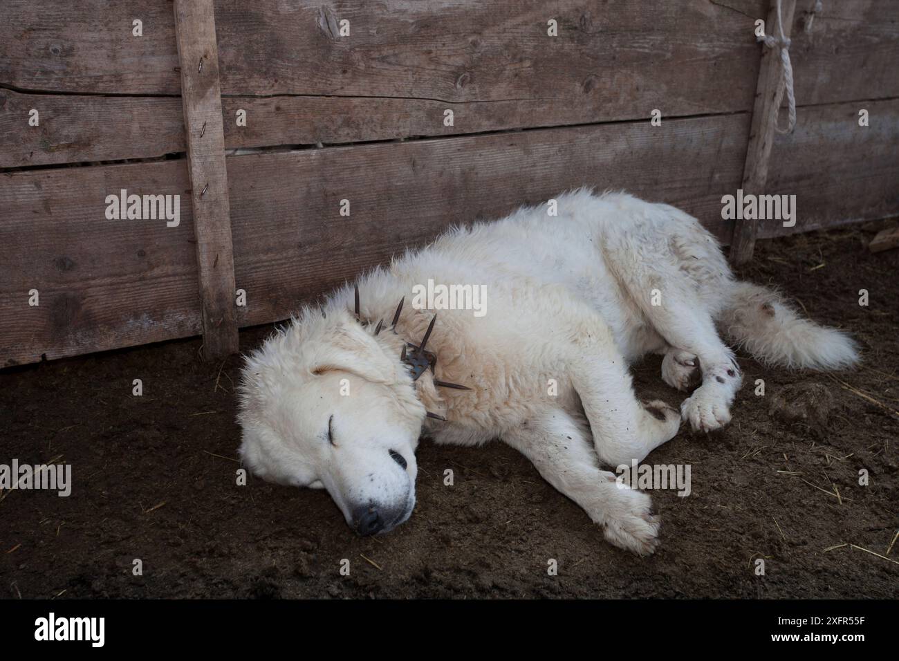 Maremma sheepdog resting, wearing traditional anti-wolf spiked collar ...