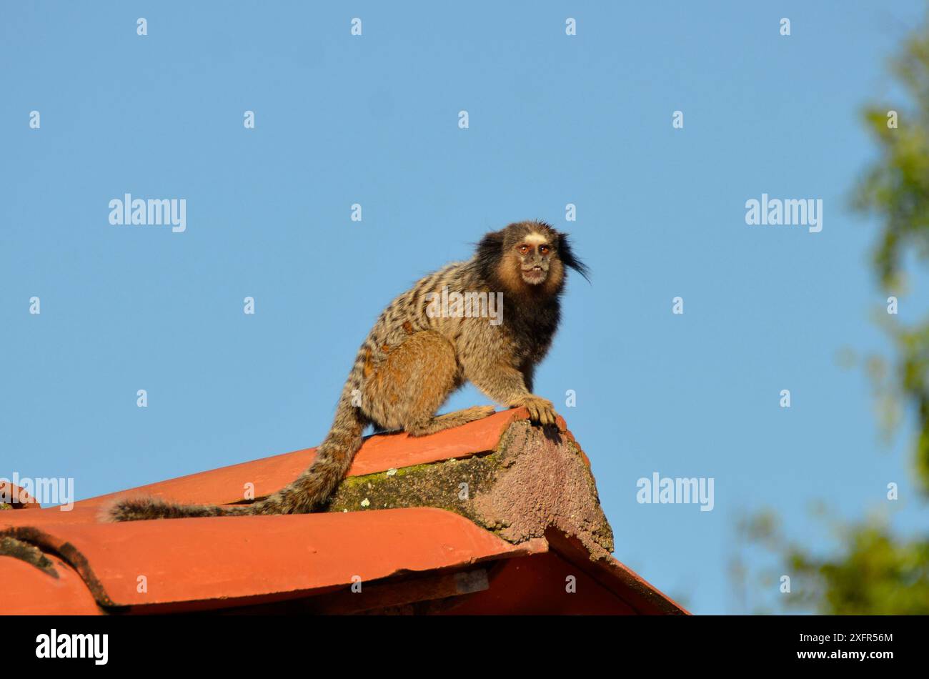 Black Lion Tamarin on top of a tiled roof on a farm. Species of Latin ...