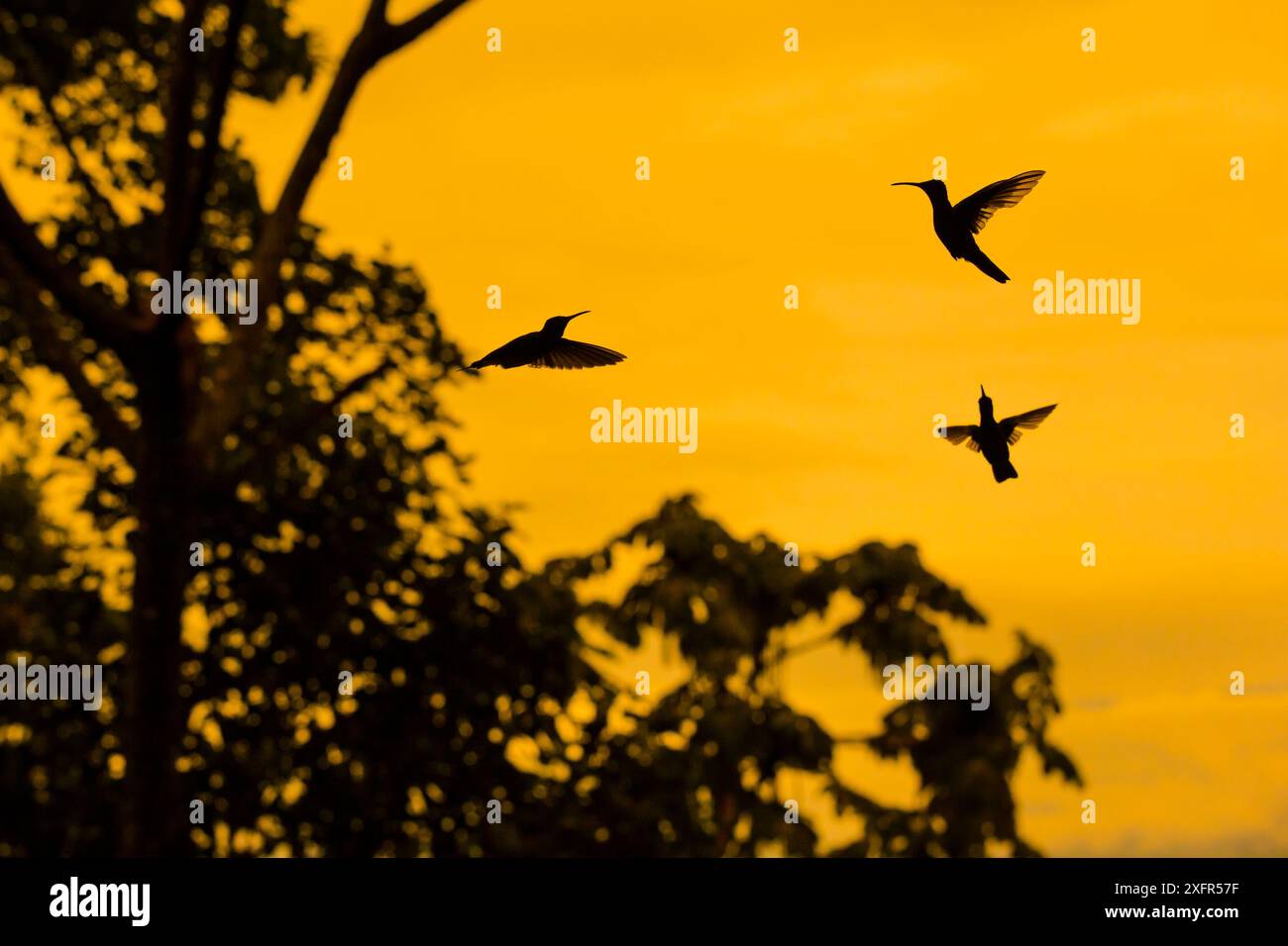 Violet sabrewing hummingbird (Campylopterus hemileucurus) males ...